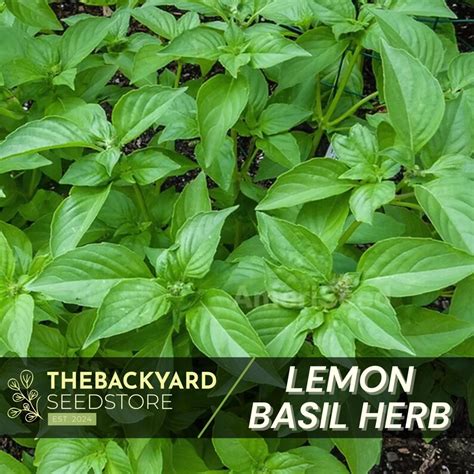 Thai Lemon Basil Seeds Fresh Non Gmo Herb Seeds 150 Etsy