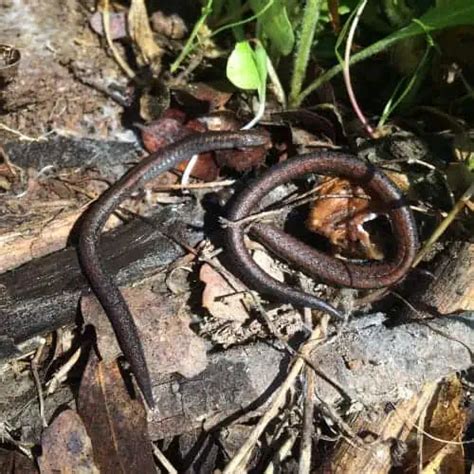 35 Salamander Species In California Id Pics Pond Informer