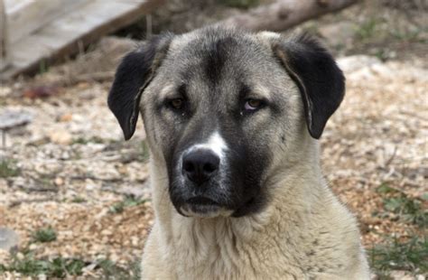 Anatolian Shepherd German Shepherd Mix