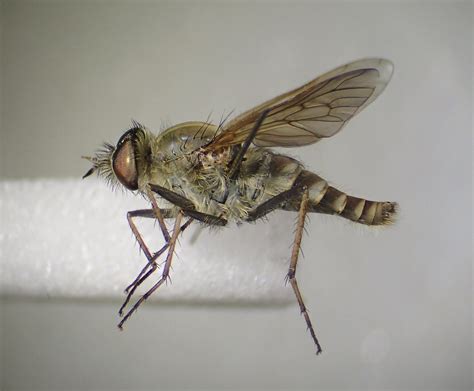 Thereva Plebeja Pinned Male Castle Hill Sussex 2 Flickr