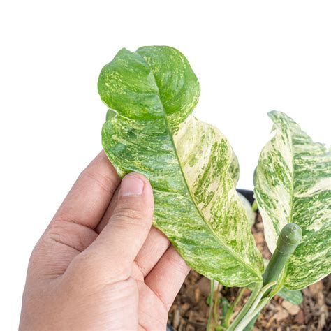 Rhaphidophora Puberula Variegated Aroid Market