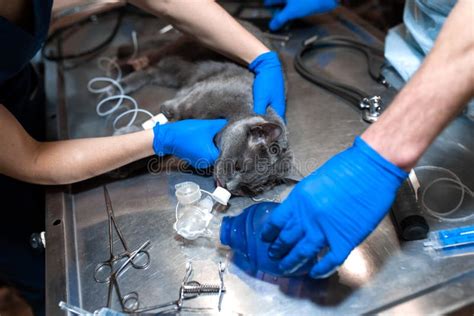 Cat Under General Anesthesia on the Operating Table. Pet Surgery. Artificial Ventilation of the ...