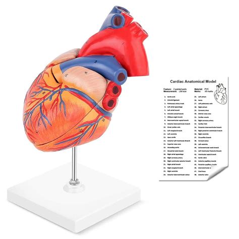 Unlabeled Heart Model Heart Worksheet Wikieducator