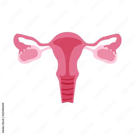 Female Reproductive Organs Or System Color Flat Illustration For Anatomy Poster Gynecology