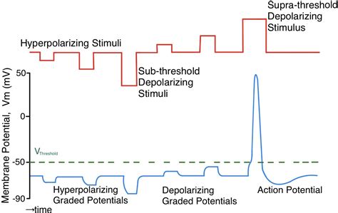 2 3 4 Resting Membrane Potential Medicine Libretexts