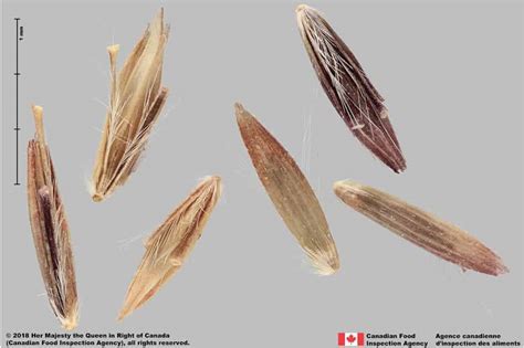 Bothriochloa Ischaemum L Keng Idseed