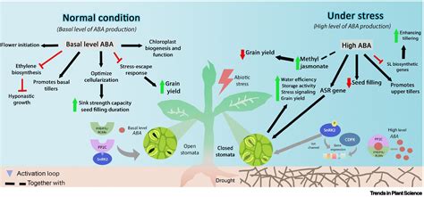 Abscisic Acid And Its Role In The Modulation Of Plant Growth