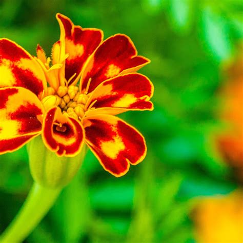 天气之子·幻 Youtube Music