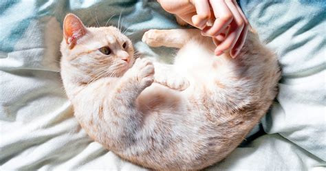 Dwarfism In Cats Explained