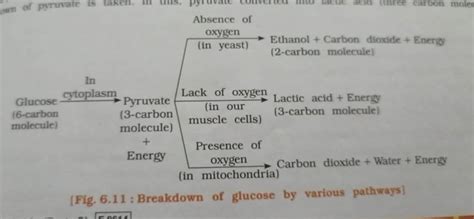 Absence Of Fig Breakdown Of Glucose By Various Pathways Filo