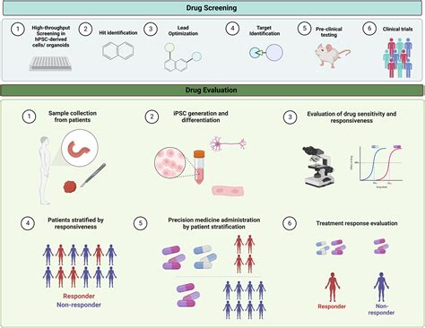 Human Pluripotent Stem Cell Derived Organoids For Drug Discovery And