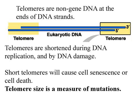 Rna Processing And Transport Rna Degradation Translation Ppt Download