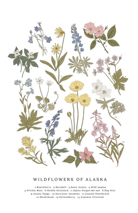 Alaska Flower Drawing