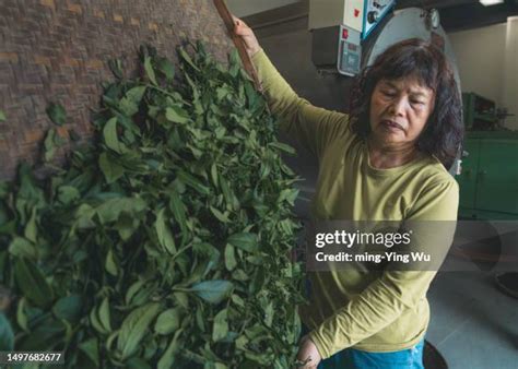 Tea Processing Plant Photos And Premium High Res Pictures Getty Images