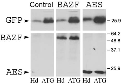 Western Blot Analysis Of Hek 293t Cell Lysates Cells Were Transfected