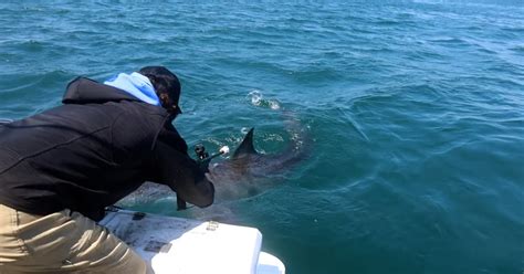 Tiger Shark Migration Shifting As Oceans Warm Atlantic Shark Expeditions