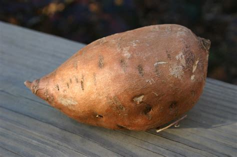 Nutsedge Nutgrass Identification Walter Reeves The Georgia Gardener