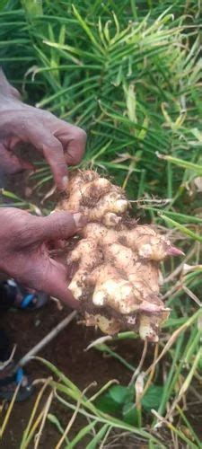 Fresh Ginger Packaging Size 40kg 60kg At Rs 80 Kg In Nashik Id