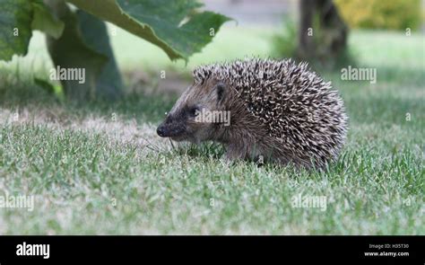 Junge Igel Im Garten Stockfotografie Alamy