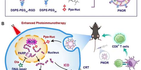 奥拉帕利联合光动力疗法新突破：精准打击癌细胞dna，为胰腺癌治疗带来新曙光 Medfind