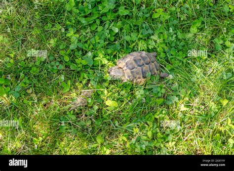 Greek Turtle On Grass Top View Of Spotted Shell Head Paws Of Turtle