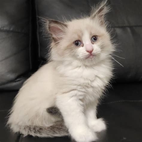 Ragdoll Ragdoll Cat Rescue Mississippi Ragdoll Kittens For Sale