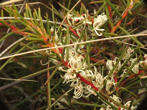Hakea Decurrens Jayfields Nursery