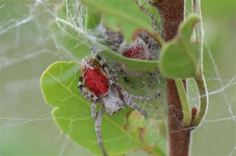 The Most Aggressive Spider Societies Dont Always Thrive