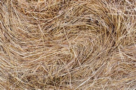 Close Up Of A Patch Of Dry Grass Featuring Multiple Straw Colored