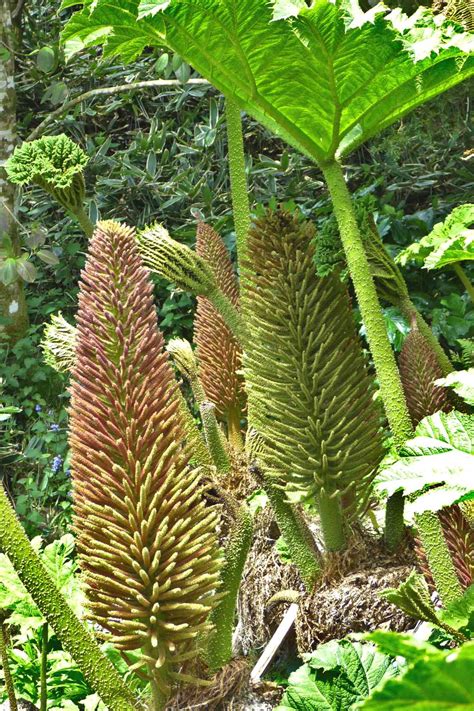 Gunnera Watering Care And Growing Mammoth Leaf In Pots