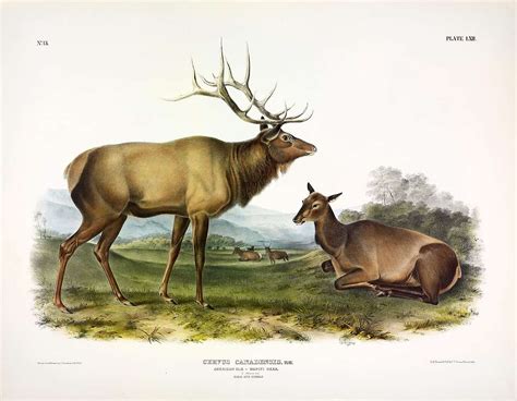 Types Of Elk In America At Bridget Powers Blog