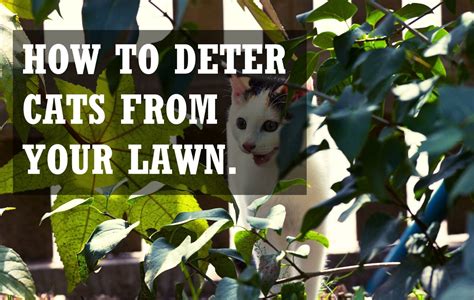 How To Deter Cats From Your Lawn Joes Lawn Care