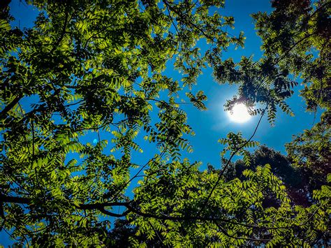 Caught In The Trees Pixeling Pixie Flickr Caught In The Trees Pixeling Pixie Flickr