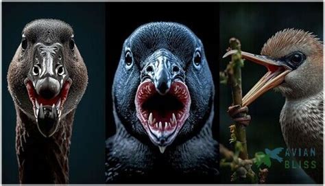 Do Birds Have Teeth The Truth About Beaks And Bird Evolution