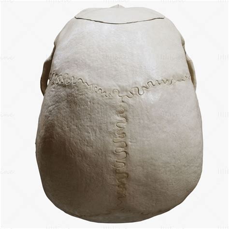 Human Skull Explode Anatomy Atlas 3d Model