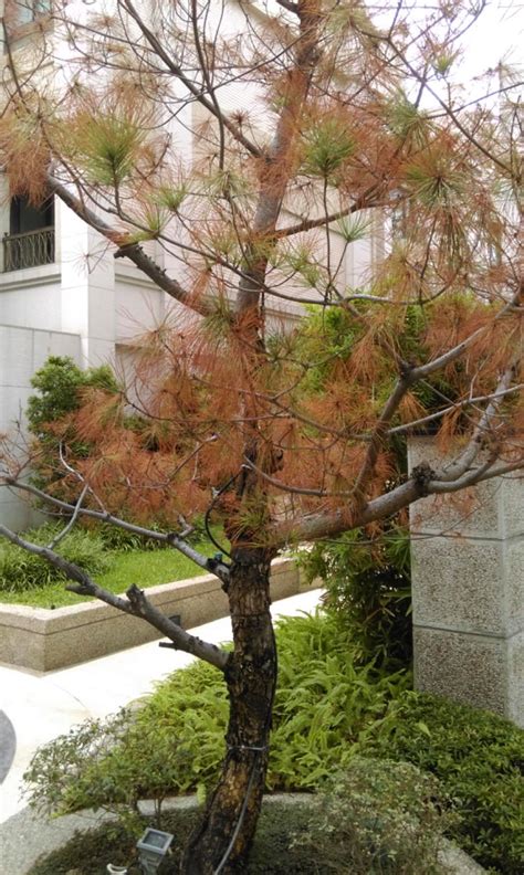 你有遇上松樹，柏樹葉片突然變黃褐色嗎？這個時候你不用擔心他不是得病而是你種植土 拈花微笑 Health Smile Facebook