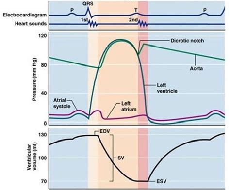 Ecg Diagram Quizlet