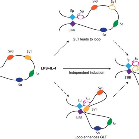 Cellular Events During B Cell Clonal Expansion And Differentiation Download Scientific Diagram