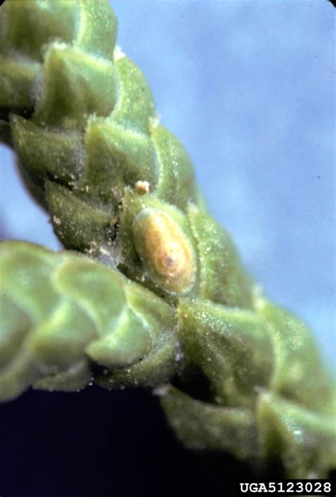 Juniper Scale Carulaspis Juniperi On Juniper Juniperus Spp 5123028
