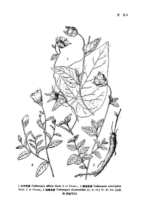 大叶党参 快懂百科