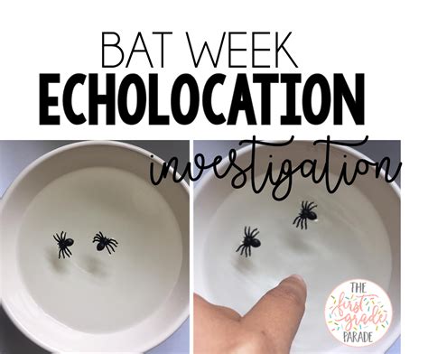 All About Bats Cara Carroll