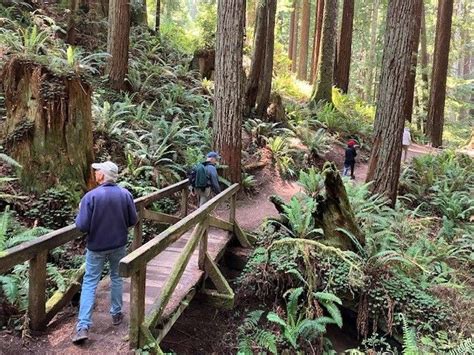 Guided Forest Walk Arcata Community Forest At Redwood Park Arcata On