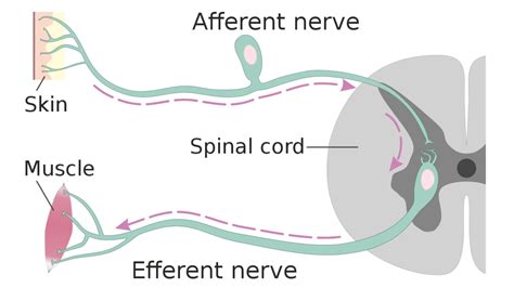 Afferent Vs Efferent Neuron Differences Between Afferent And Efferent