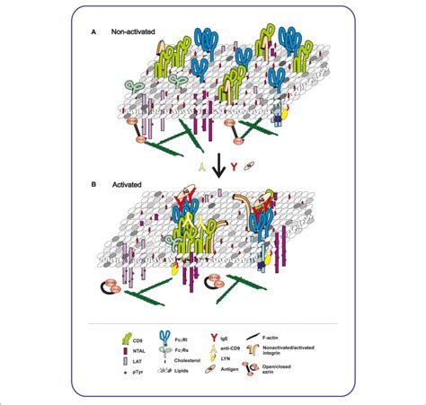 Topography Of Plasma Membrane Components In Mast Cells Before And
