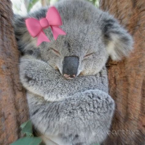 Jina Yoon🐨 Youtube