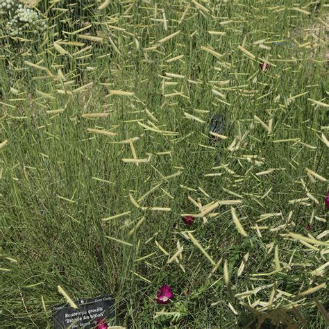 Great Medium Size Grasses Fine Gardening