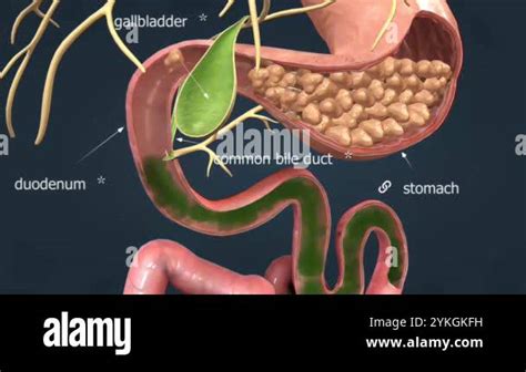 Gallbladder Function In Digestion Stock Videos And Footage Hd And 4k