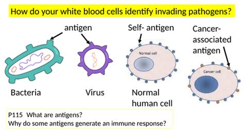 Aqa A Level Biology Specific Immune Response Teaching Resources