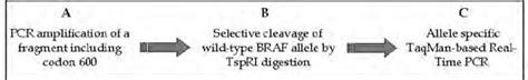 Schematic Representation Of Taqman Based Real Time Pcr Method Developed