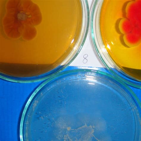 Trichophyton Terrestre Sabouraud Dextrose Agar Left Dermatophyte